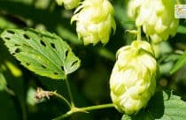 Головна - Все про алергію