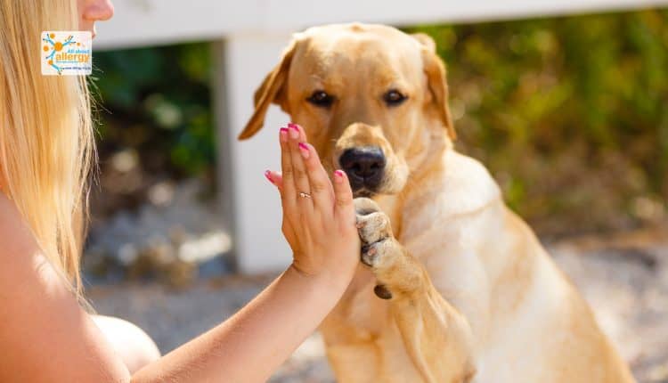 Головна - Все про алергію
